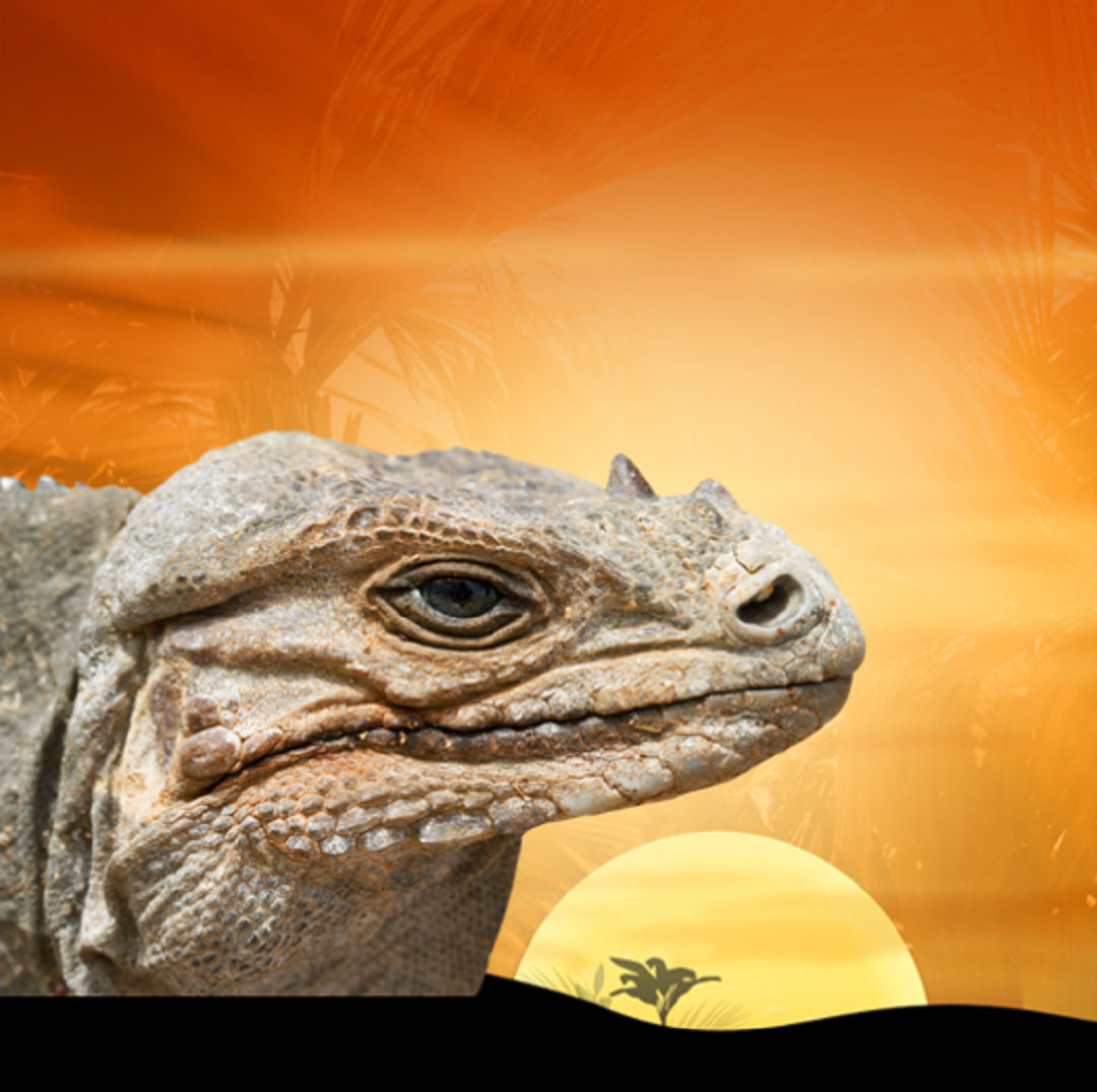 L'heure des iguanes affamés - Ferme aux crocodiles